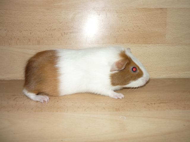 Cuyo peruano - Imagui