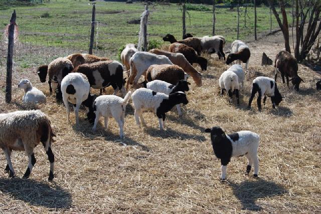 Fotos de borregos bebés - Imagui
