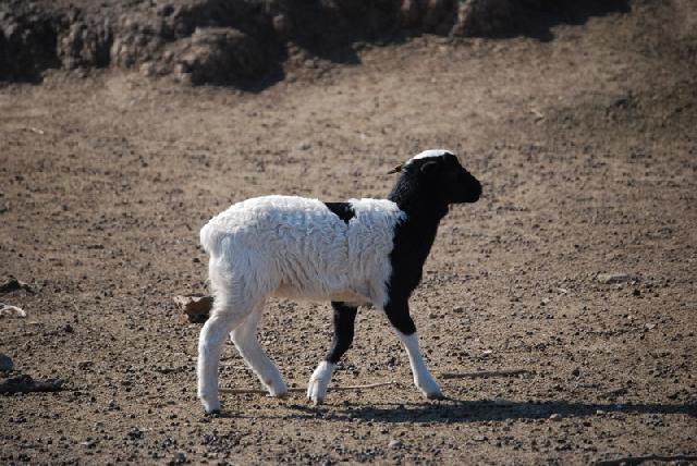 Fotos de borregos bebés - Imagui